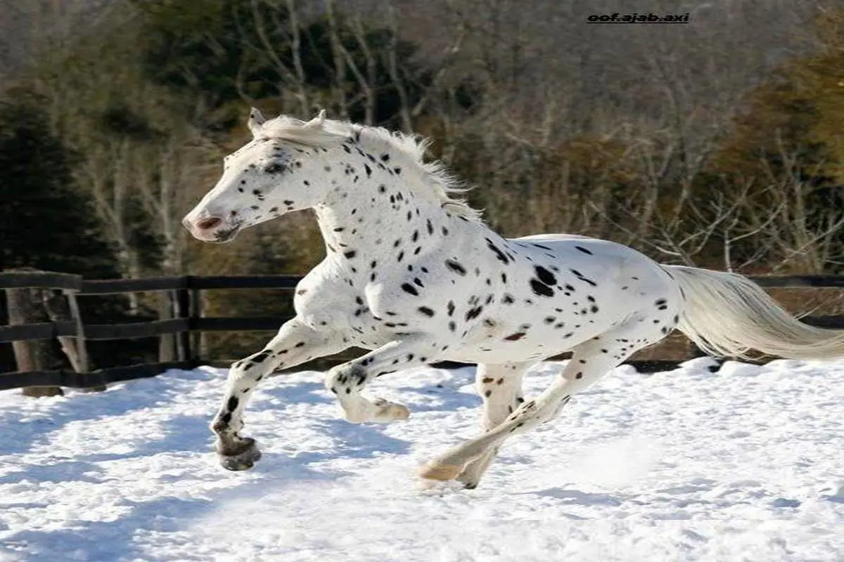 عکس/ اسب خال دار