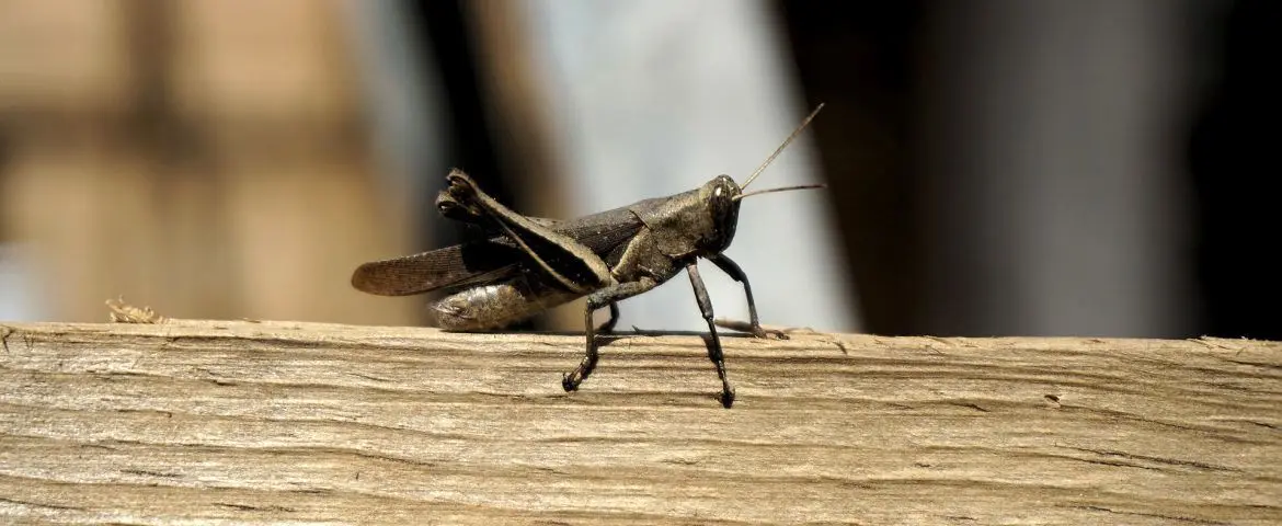 ۵ روش برای از بین بردن ملخ‌ها!